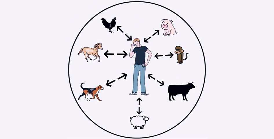 Cara Mencegah Penyakit Zoonosis Yang Dapat Tertular Dari Hewan ...